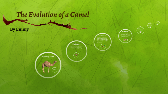 The Evolution of a Camel by Emmy Macak on Prezi
