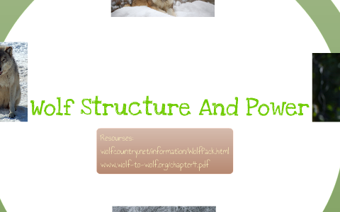 Wolf Pack Structure by Paprica Tageito on Prezi