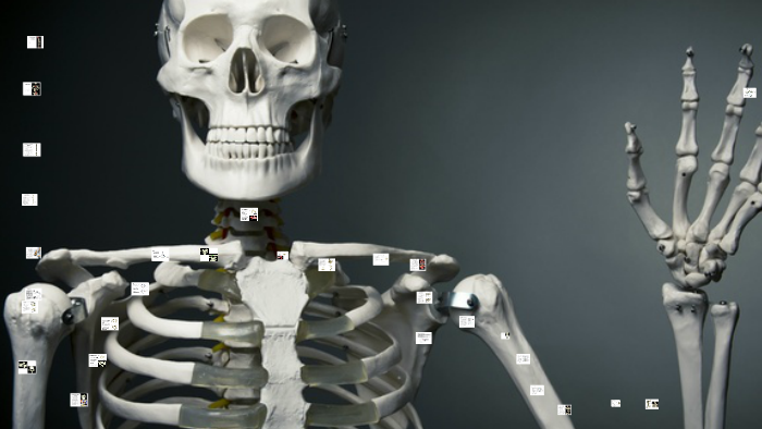 DIVISIÓN DE LA COLUMNA VERTEBRAL by yessica salazar on Prezi