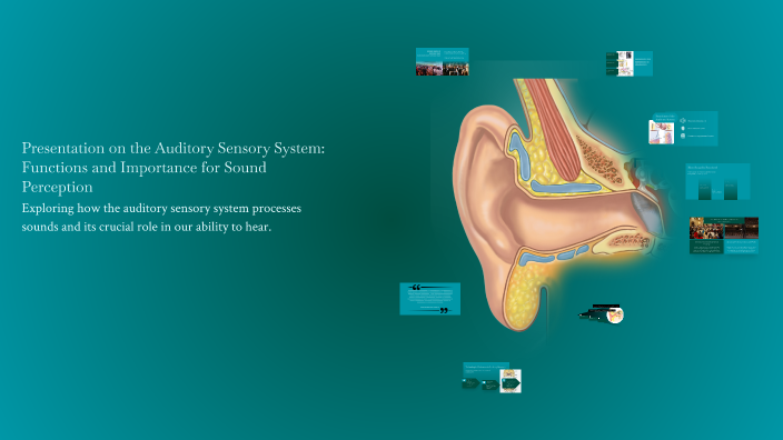 Presentation on the Auditory Sensory System: Functions and Importance ...