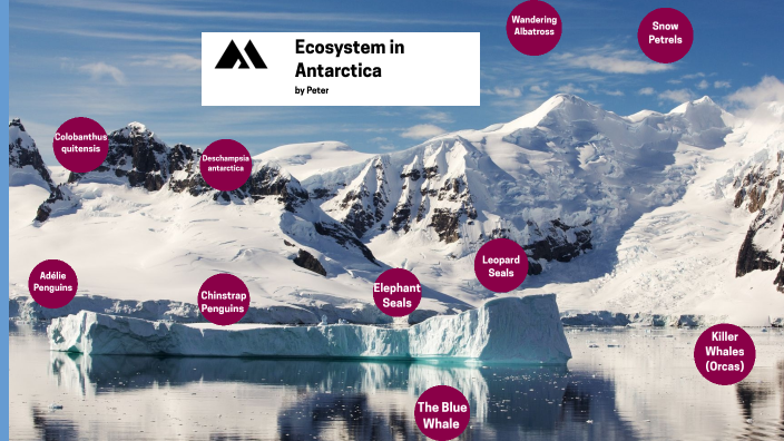 Ecosystem in Antarctica by Peter Yan on Prezi
