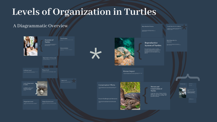Levels of Organization in Turtles by KnownKxqzi on Prezi