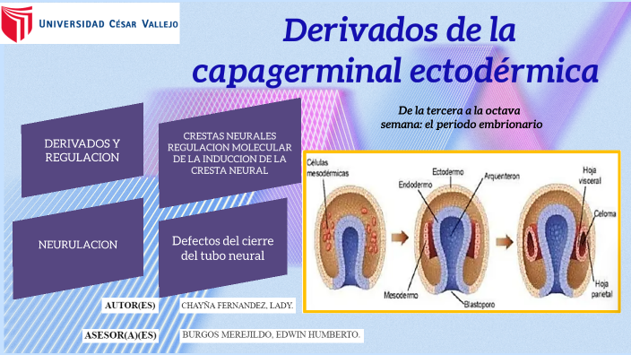 capa germinal ectodermica by KIMARY PRIYAN CHOPRA on Prezi