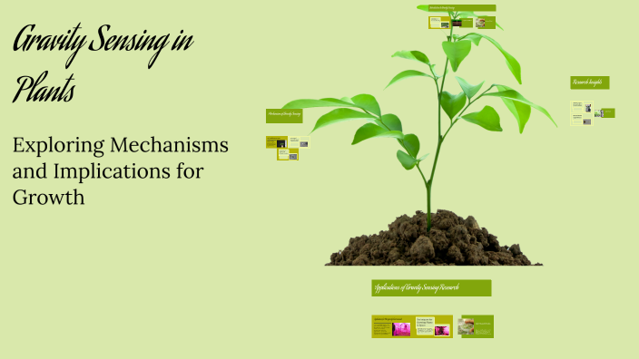 Gravity Sensing in Plants by ahnaf tajwar on Prezi