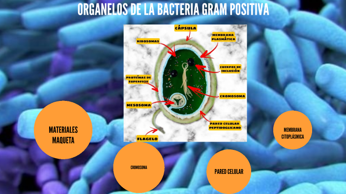 Bacterias Gram Positivas by Maria Portero on Prezi
