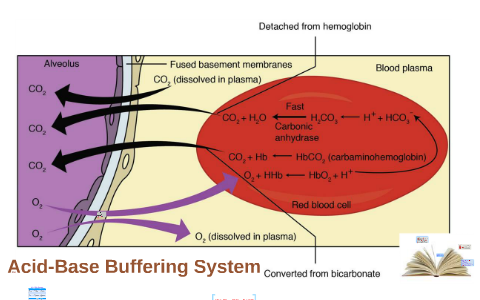 Acid-Base Buffering System by Theresa Wyman on Prezi