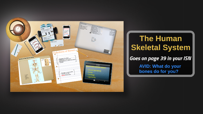 The Human Skeletal System - 7th Grade by William Begoyan on Prezi