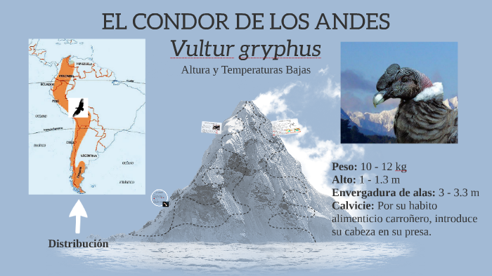 EL CONDOR DE LOS ANDES by Dayana Rojas Osorio on Prezi