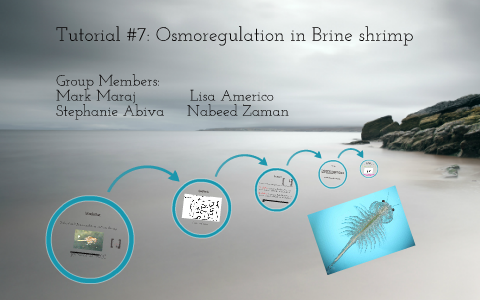 Tutorial #7: Osmoregulation in Brine shrimp by Mark Maraj on Prezi