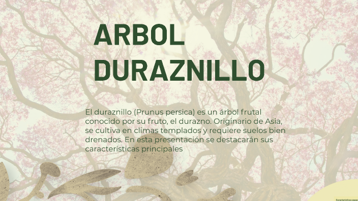 ARBOL DURAZNILLO by Fanny Marbella Rodríguez on Prezi