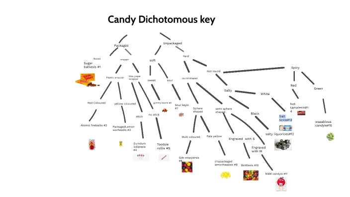 Candy dichotomous key by KR - 10FJ 715805 Fletchers Meadow SS on Prezi