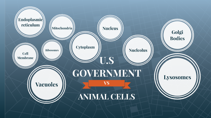 Government VS Animal Cells by Regan M. on Prezi