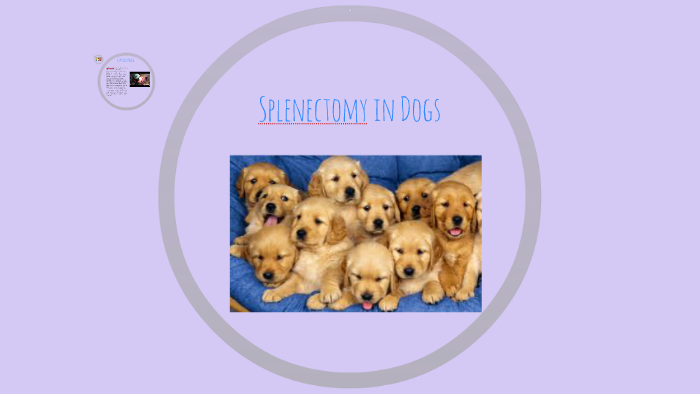 Splenectomy in Dogs by Mercedes Acuna on Prezi