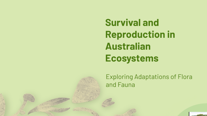 Survival and Reproduction in Australian Ecosystems by vihaan s on Prezi