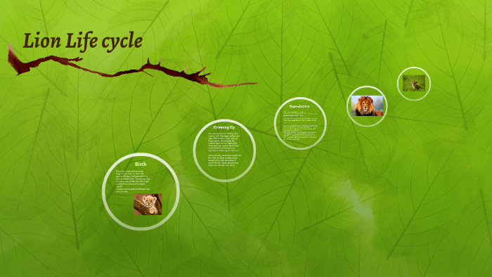 Lion Life cycle by Daiety Vezza on Prezi