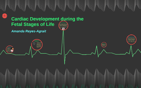 Cardiac Development during the Fetal Stages of Life by Amanda R-A on Prezi