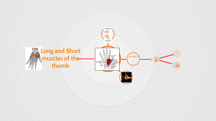Long and Short muscles of the thumb by Marlene Juarez on Prezi