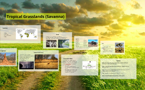 Tropical Grasslands (Savanna) by Nathan Webb on Prezi