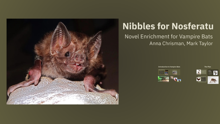 Vampire Bat Enrichment by Anna Chrisman on Prezi