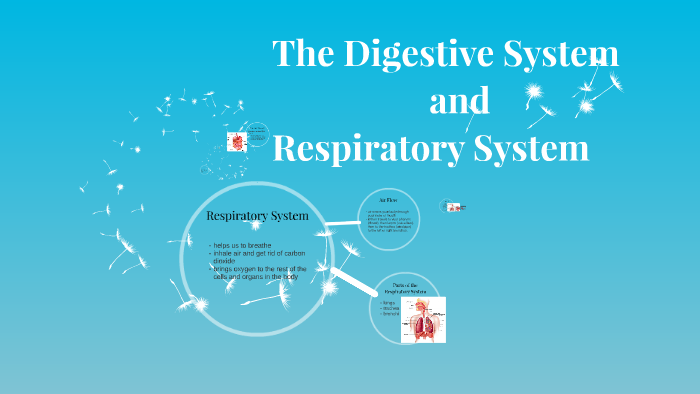 The Digestive System & Respiratory System by Christina Ortiz on Prezi