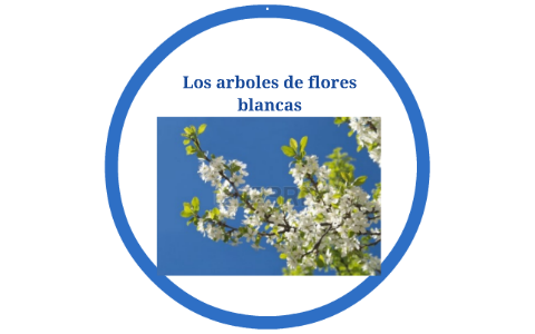 Los arboles de flores blancas by Eli Saavedra on Prezi