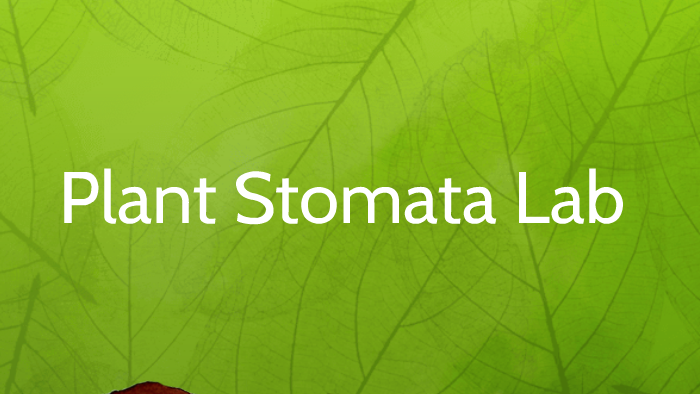 Plant Stomata Lab by Dessa Lindberg on Prezi