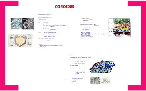 Coroides: capa de grandes vasos, coriocapilar, membrana de Bruch by ...
