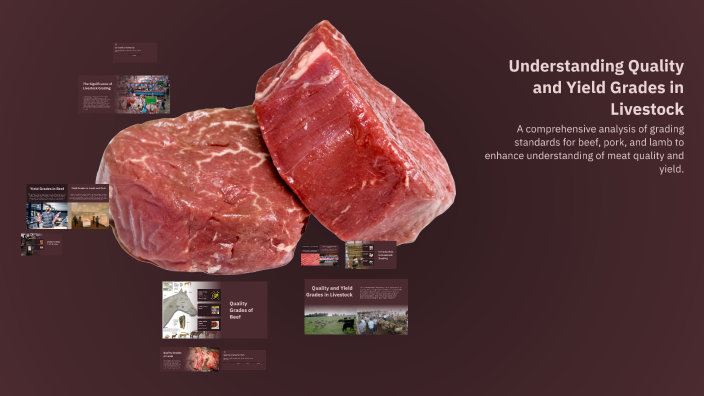Understanding Quality and Yield Grades in Livestock by addyson hoffmann ...
