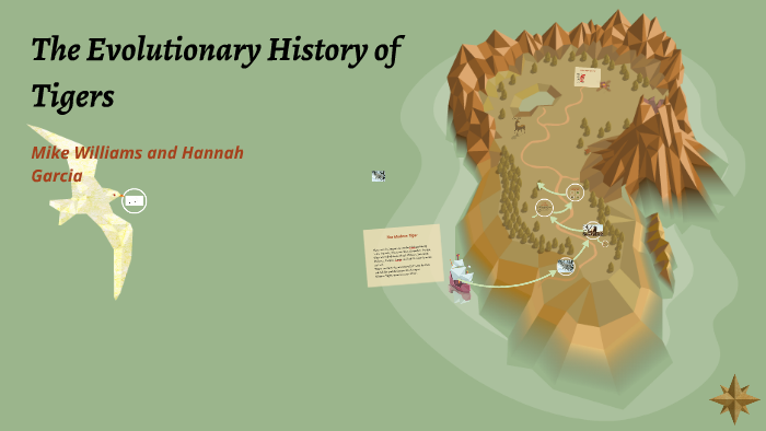 The Evolutionary History of Tigers by Hannah Garcia on Prezi