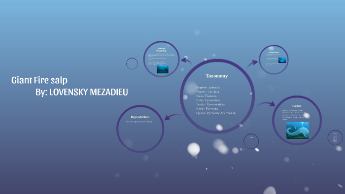 Giant Fire salp by Lovensky Mezadieu on Prezi