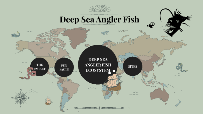 Deep sea angler fish ecosystem by Erica Butler on Prezi
