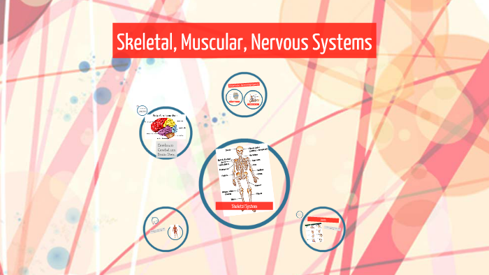 Skeletal, Muscular, Nervous Systems by Julie McCauley on Prezi