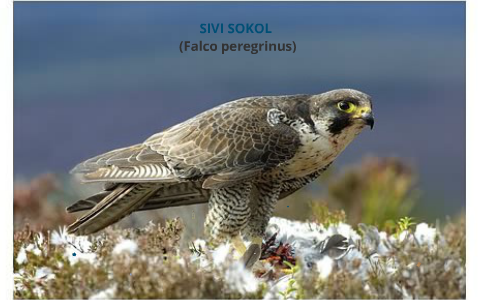 Sivi sokol by Filip Turčić on Prezi