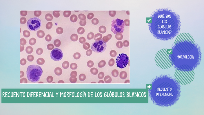 Recuento diferencial y morfología de los glóbulos blancos by Melany Orozco on Prezi