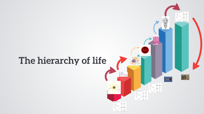 Hierarchy of life by 31534 31534 on Prezi