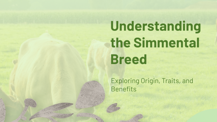 Understanding the Simmental Breed by TOP TOP on Prezi