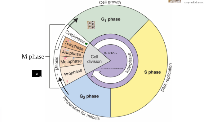 Cell cycle and mitosis by Jean Battinieri on Prezi