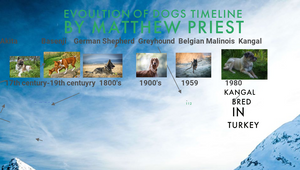 Evolution Of Dogs TimeLine (2).pdf by Matthew Priest on Prezi Design