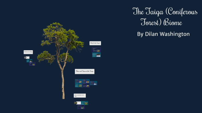 🌲 The Taiga (Coniferous Forest) Biome 🌲 by Dilan Washington on Prezi