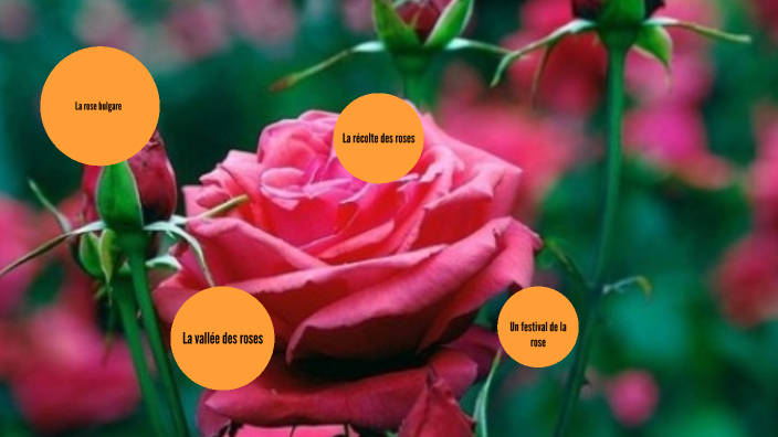 La fete des roses en Bulgarie- Slavi_Georgiev by Slavi Georgiev on Prezi