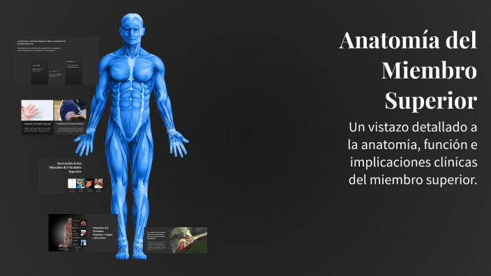 Anatomía del Miembro Superior by zoribel fernandez arteaga on Prezi