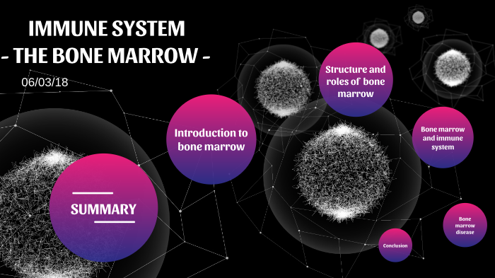 Bone Marrow - Immune System by Pesci Ella on Prezi