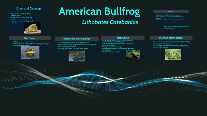 American Bullfrog by Alex h on Prezi