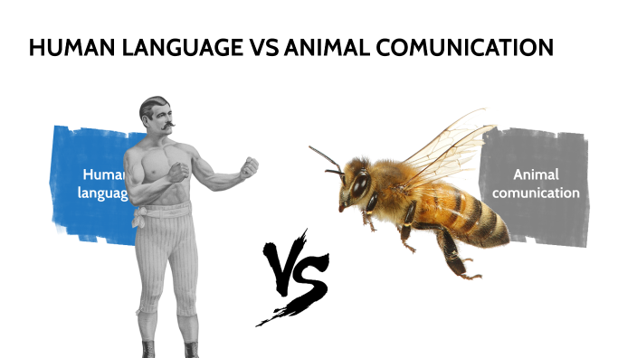 HUMAN LANGUAGE VS ANIMAL COMUNICATION by Joel Valles on Prezi