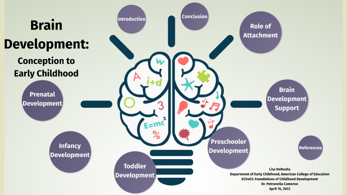 Brain Development Conception to Early Childhood by Lisa DeRusha on Prezi