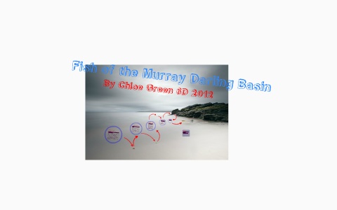 Fish of the Murray Darling Basin by Chloe G on Prezi