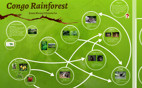 Congo Rainforest by Emma Werner on Prezi