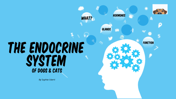 The Endocrine System of dogs & cats by Sophia Liberti on Prezi