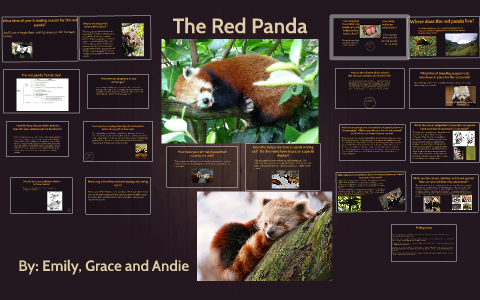 The Red Panda by Andie Gould on Prezi