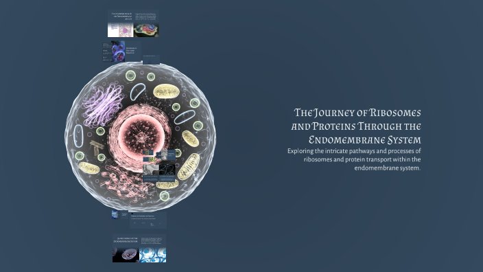 The Journey of Ribosomes and Proteins Through the Endomembrane System ...